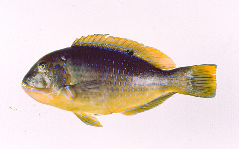 沖縄に来たら食べてほしい！ 沖縄のおいしい魚・高級魚6選 – オリオンストーリー