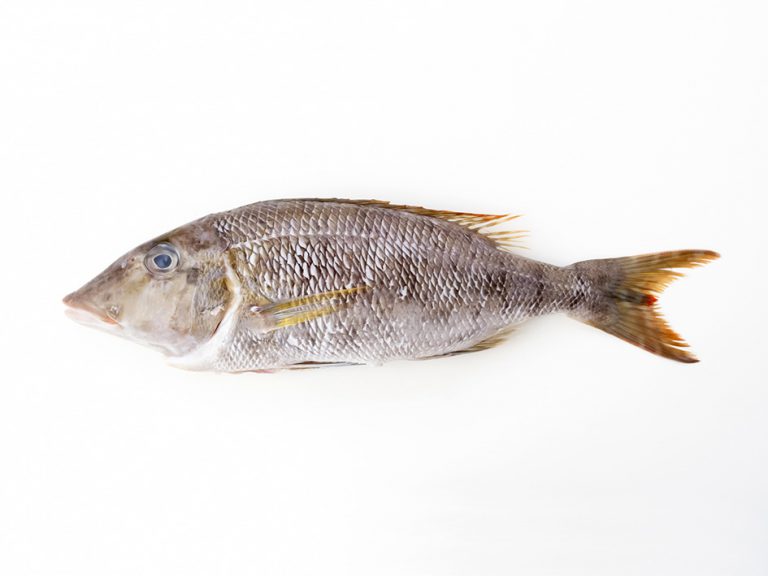 沖縄に来たら食べてほしい！ 沖縄のおいしい魚・高級魚6選 – オリオンストーリー
