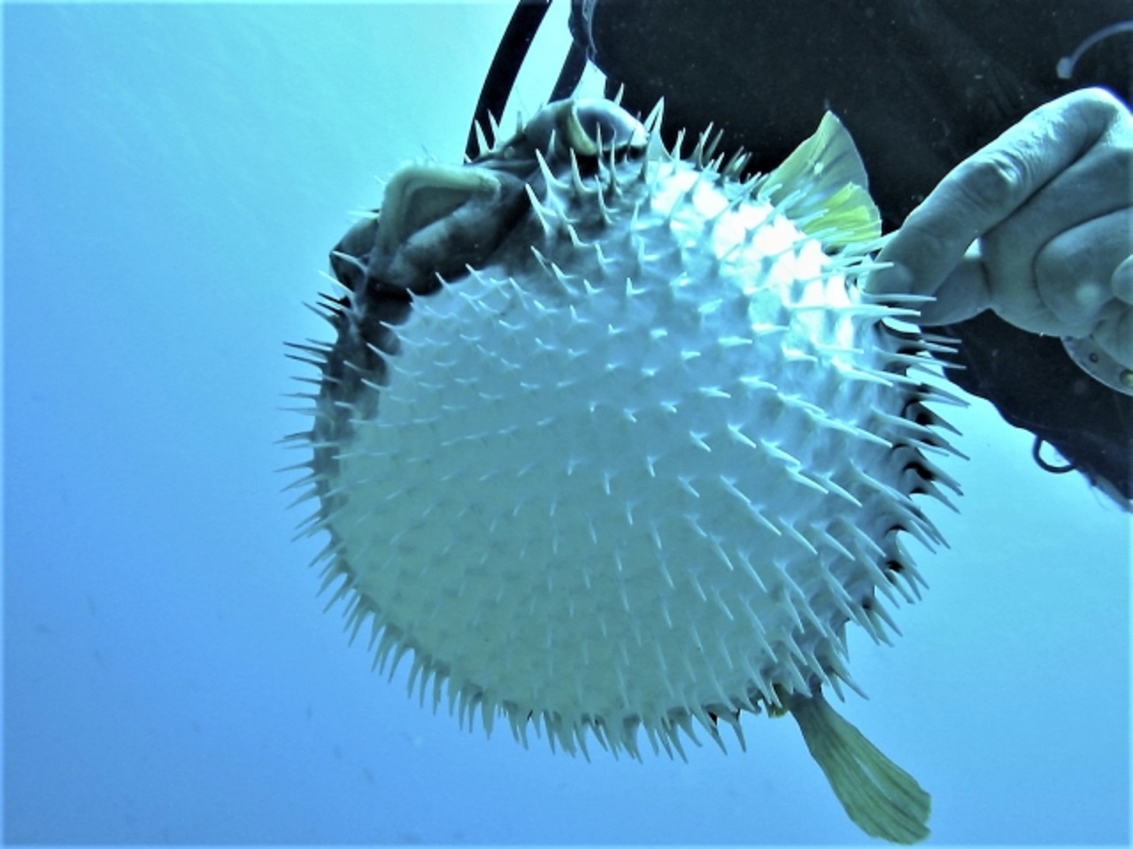 シュノーケリングやダイビングで見られる沖縄の魚・海の生き物たち – オリオンストーリー