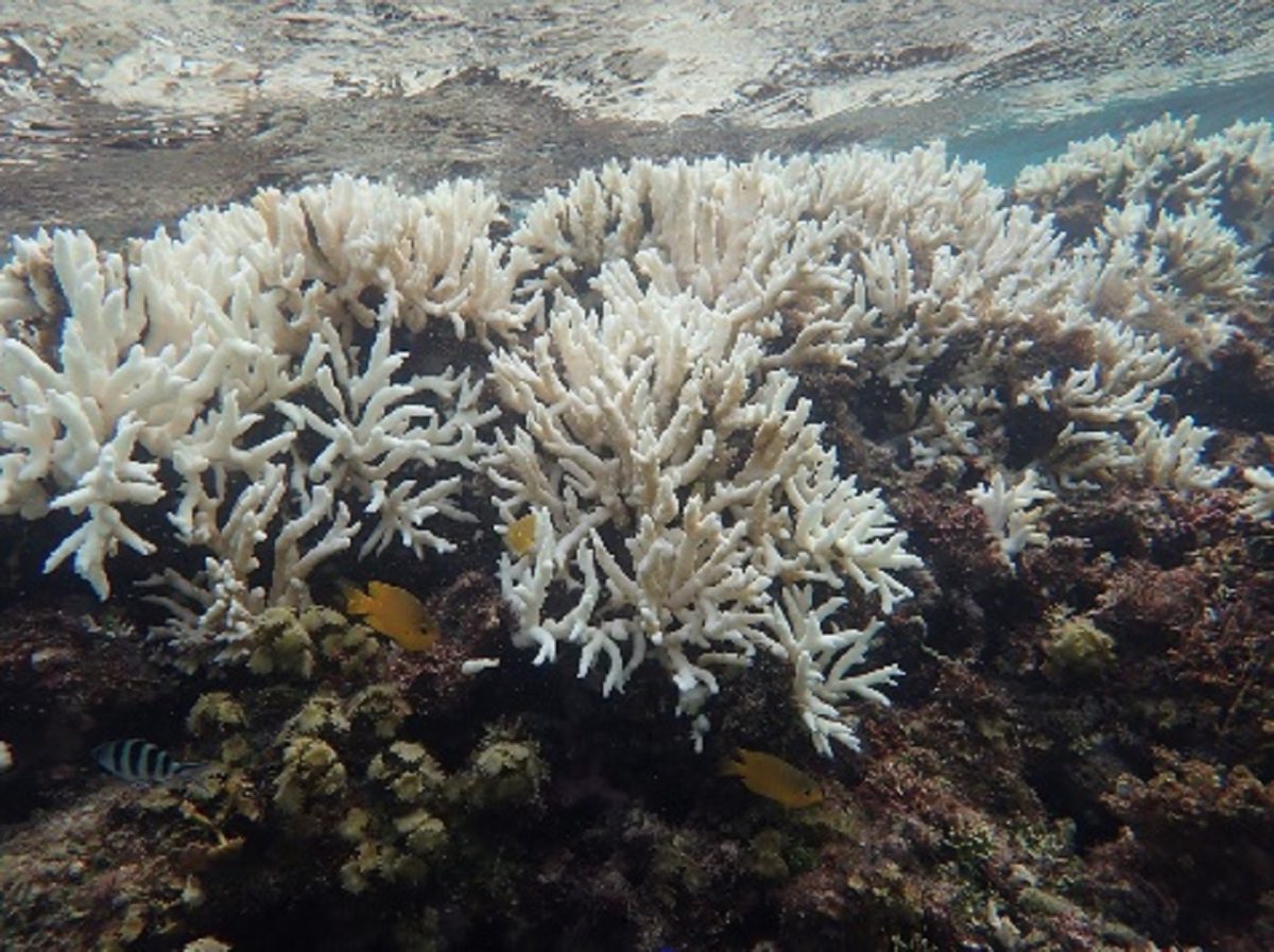 美しいサンゴが真っ白に!? 今沖縄の海で起きていること＜前編＞ – オリオンストーリー